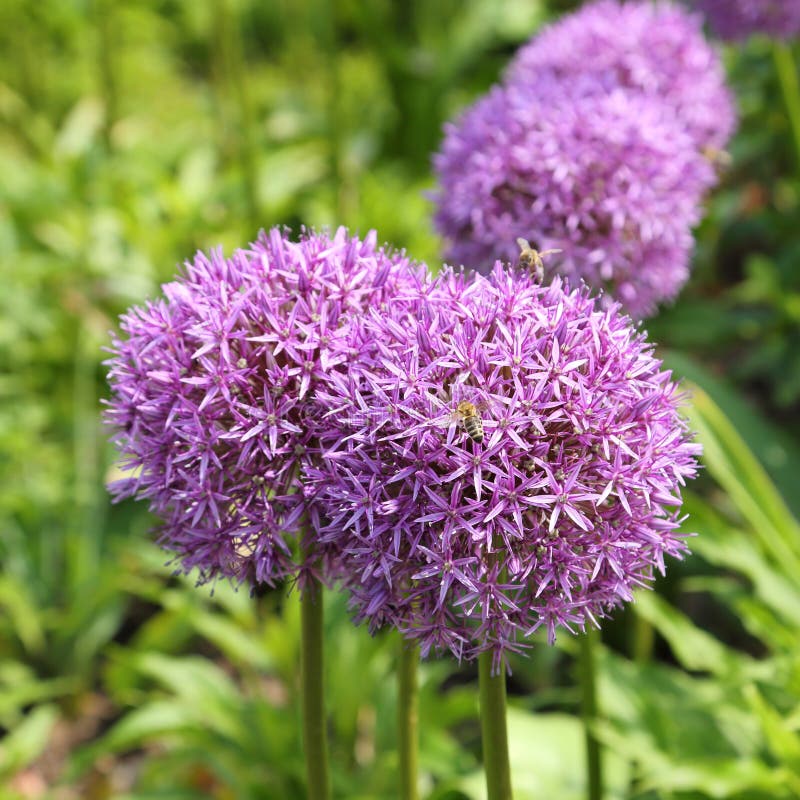 Alium Giganteum stockbild. Bild von frech, grün, hintergrund - 53118001