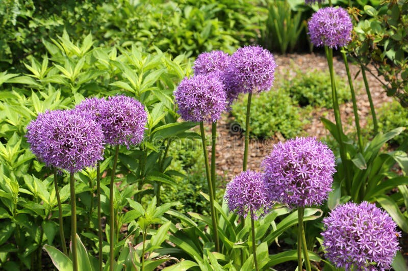 Alium Giganteum стоковое изображение. изображение насчитывающей ...