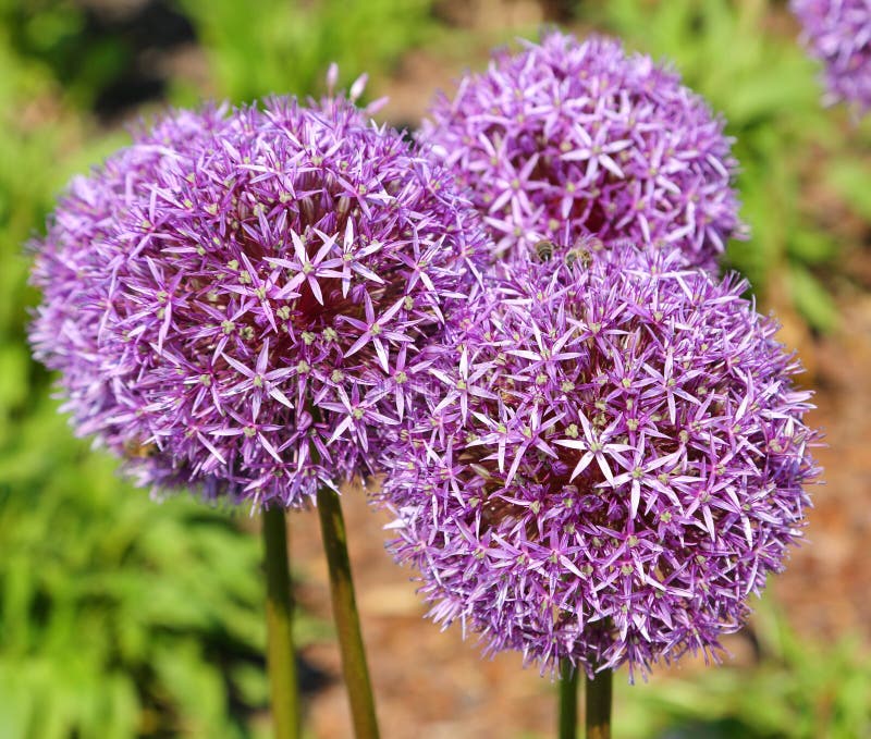 Alium Giganteum stock photo. Image of natural, selective - 175289612