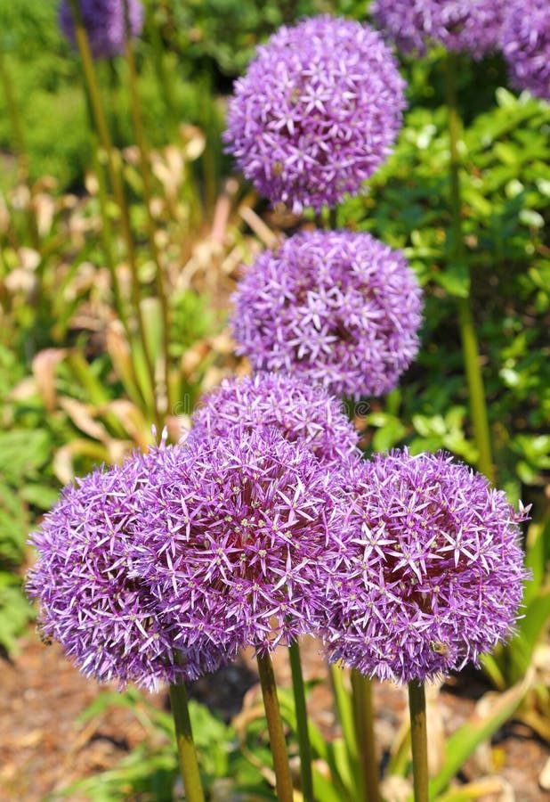 Alium Giganteum stock image. Image of closeup, purple - 176367141