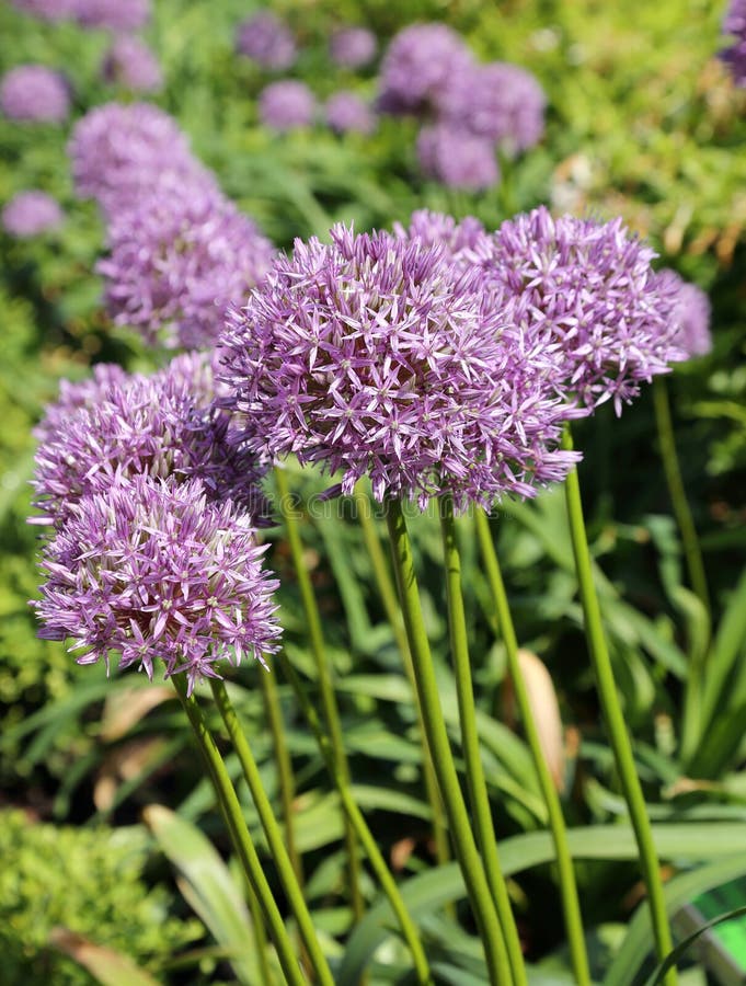 Alium Giganteum stock photo. Image of fresh, garden, purple - 41386772