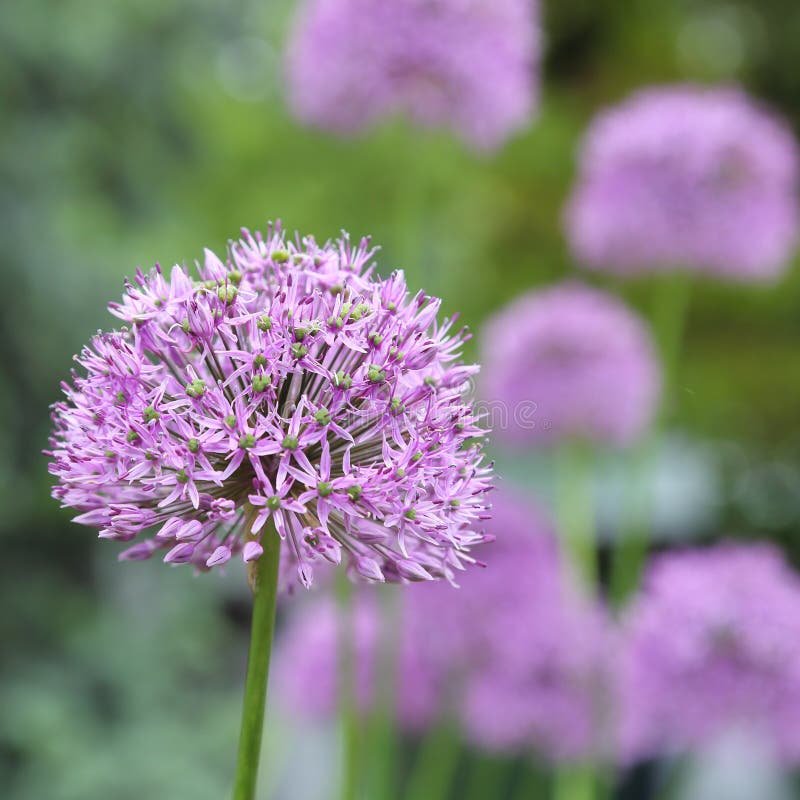 Alium Giganteum stock photo. Image of blooming, botanical - 48839376
