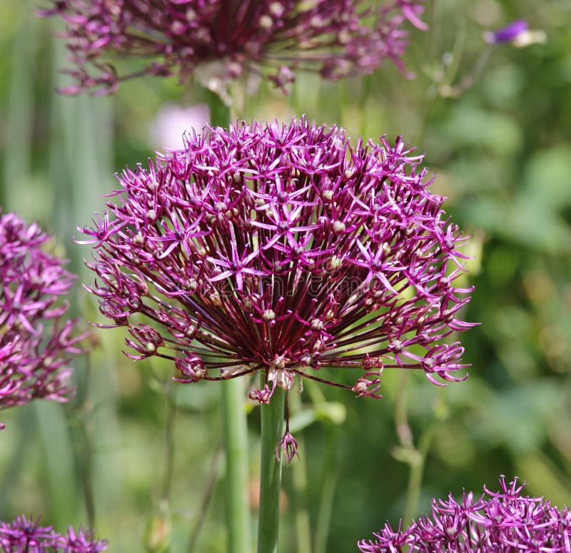 Alium Gigantium Flower stock photo. Image of petals, flowers - 14905102