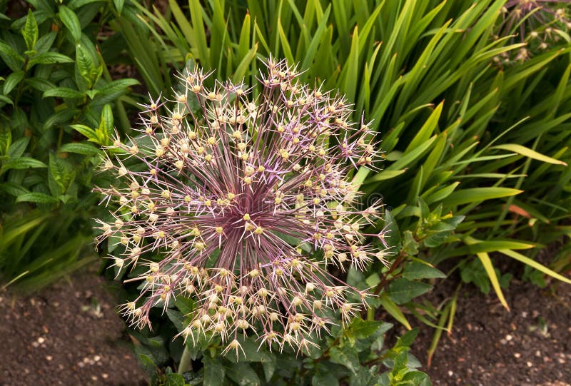 Alium head in full bloom stock image. Image of colors - 22960507