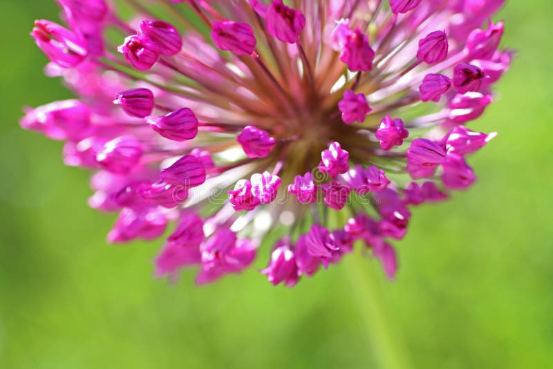 Alium purple sensation stock photo. Image of botanical - 31502608