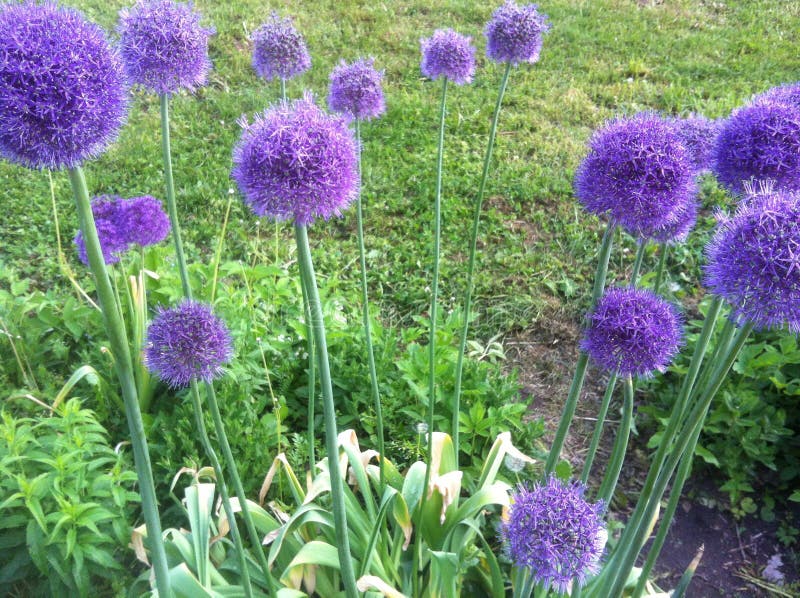 ALIUMS stock image. Image of shrub, field, meadow, herb - 242202109