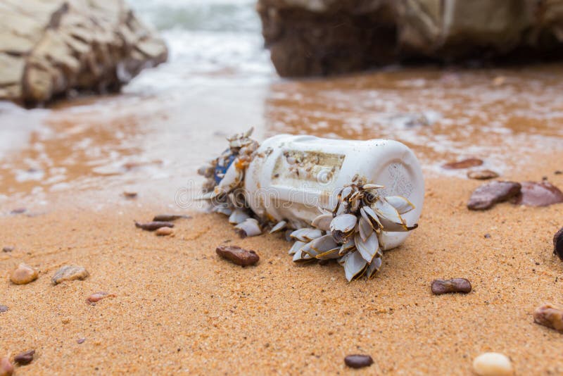 Alive Shell on Plastic Bottles Trash at the Beach Stock Image - Image ...