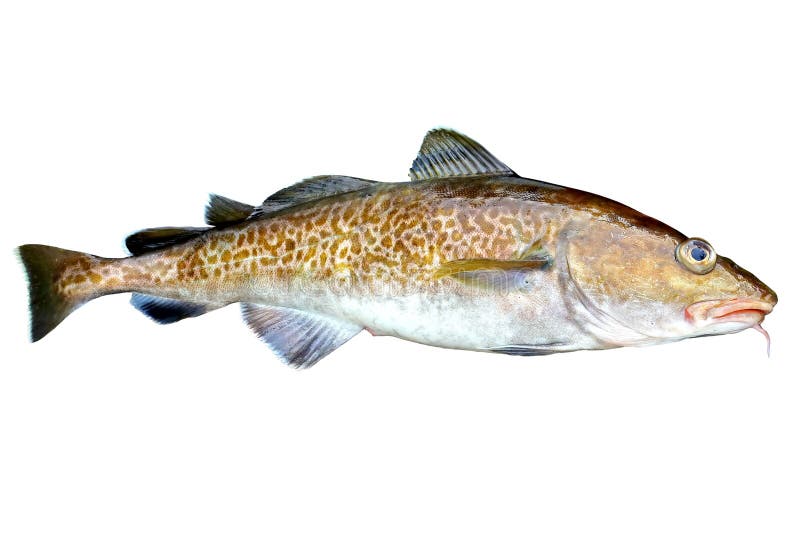 Alive Codfish Pacific Cod, Gadus Macrocephalus Isolated on White ...