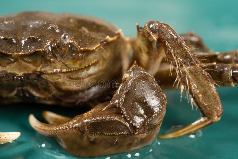 An Alive Crab Close Up on One Side at Horizontal Composition Stock ...