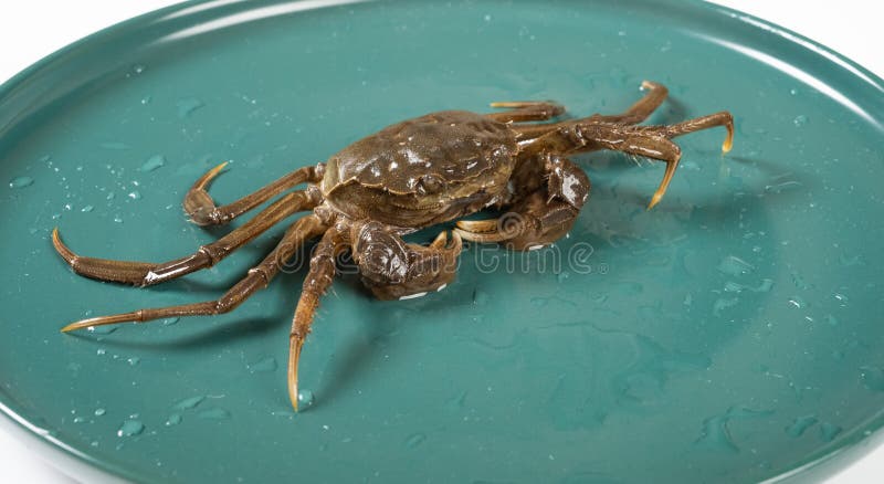 Alive Crab on Dish at Horizontal Composition Stock Photo - Image of ...