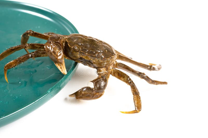 An Alive Crab Running Out from a Dish Stock Photo - Image of animal ...