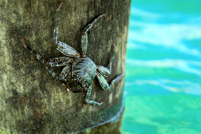 Alive Crab on Tree Over Ocean Stock Photo - Image of tropical, wildlife ...