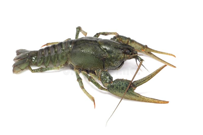 Alive crayfish stock image. Image of invertebrate, lunch - 12021339