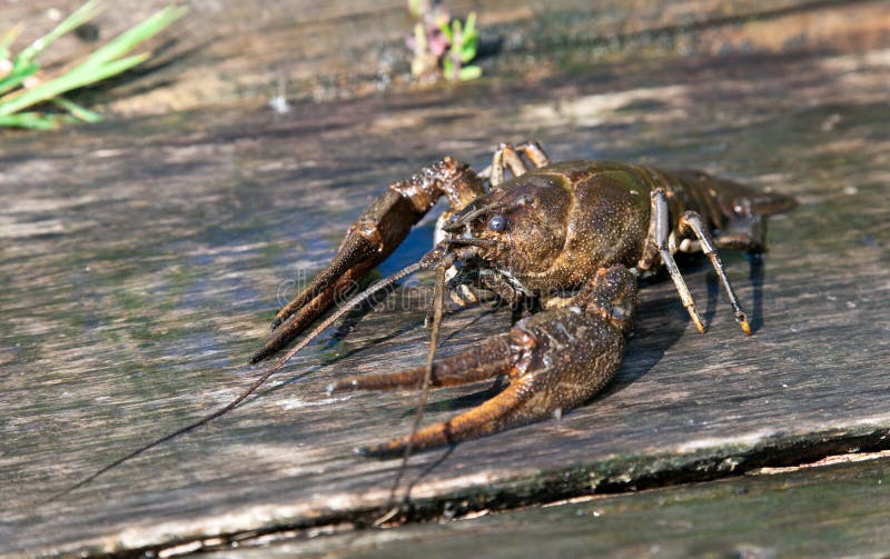 Alive crayfish stock image. Image of river, crustacean - 22699345
