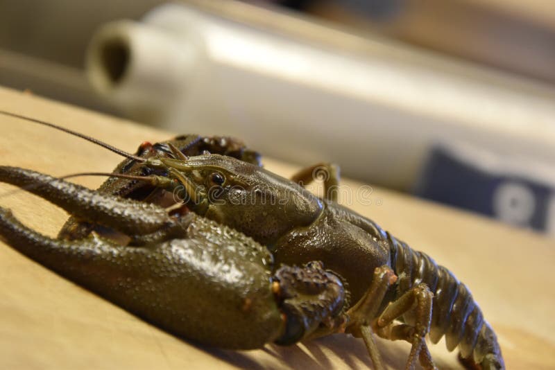 Alive Crayfish Looking at the Camera in a Kitchen Room. Stock Photo ...