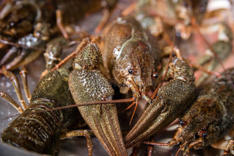 Alive crayfish in aquarium stock image. Image of invertebrate - 77596207