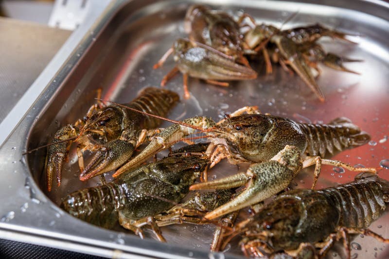 Alive crayfish in market stock image. Image of crustacean - 84722569