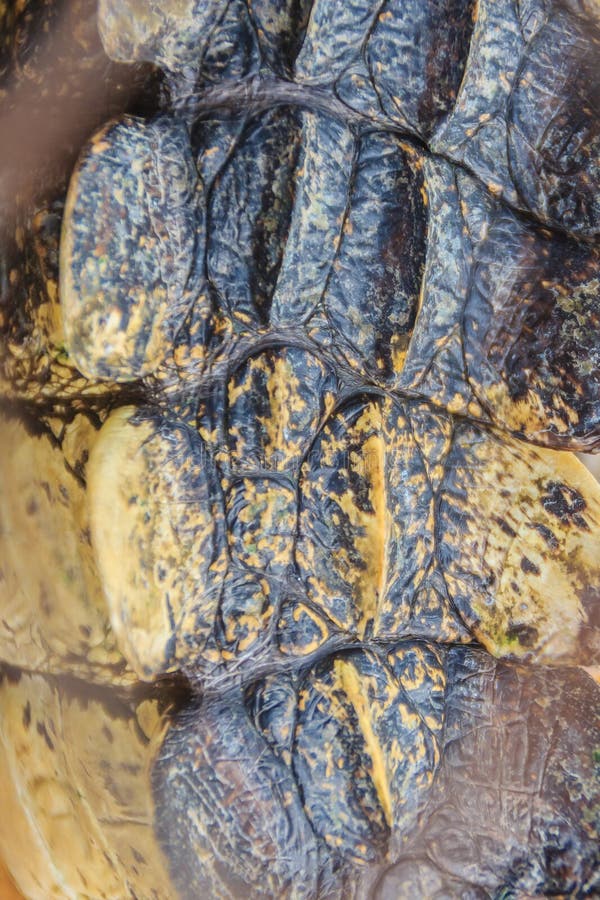 The Crocodile Tail Has Many Scales Stock Photo - Image of dirtied ...