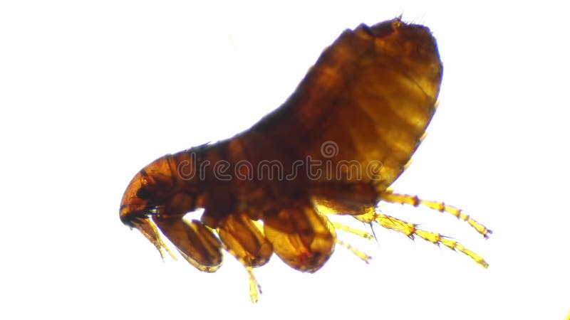 Alive Flea Moving Legs and Scrawling is Filmed on White Background ...