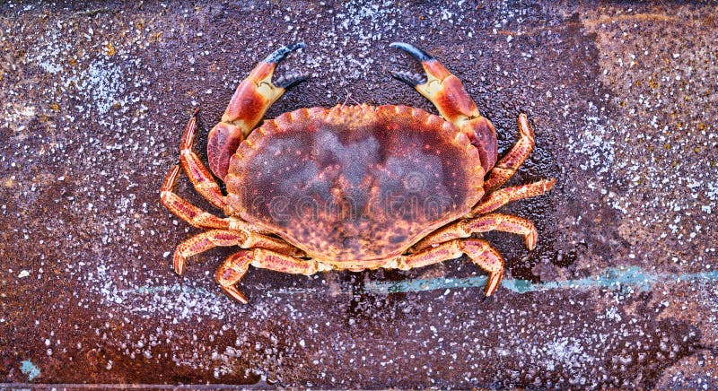 Alive Fresh Crab on a White Background Stock Photo - Image of seafood ...
