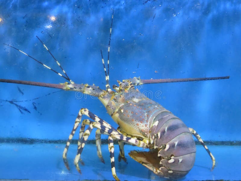 Alive Lobster at a Seafood Market. Stock Photo - Image of tank, mart ...