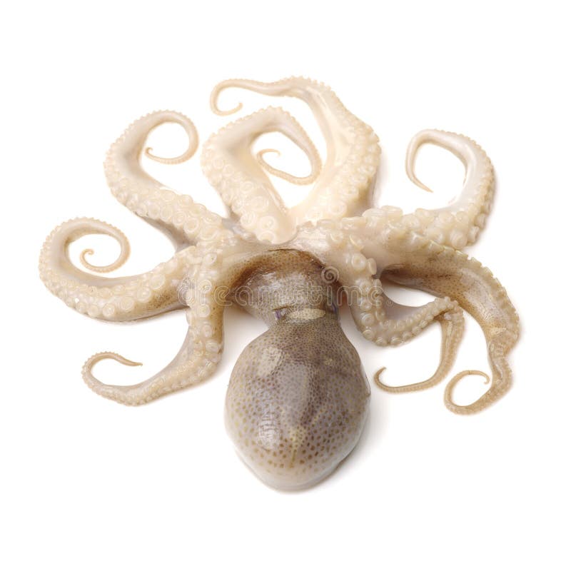 Alive Red Octopus Sitting on Coral Reef, Maldives Stock Image - Image ...