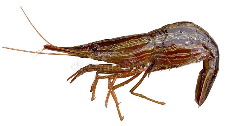 Alive shrimp stock photo. Image of kitchen, background - 4748476