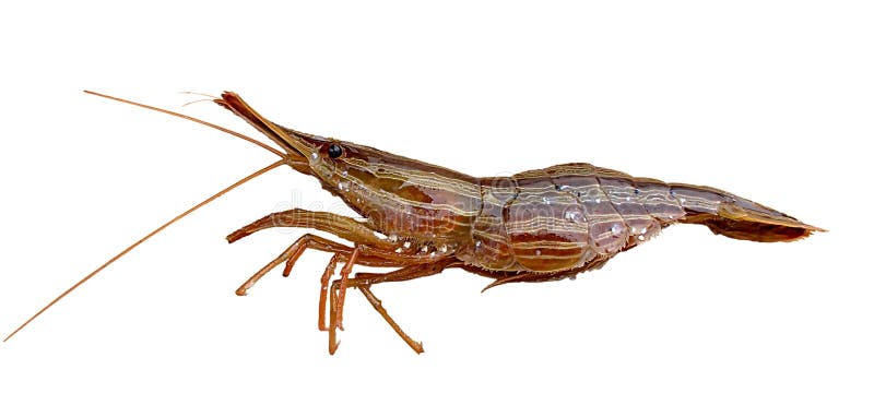 Alive Shrimp Isolated On White Background Stock Photo - Image of ...