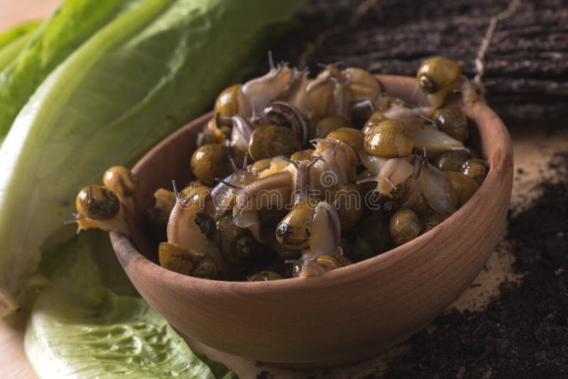 Alive snail stock photo. Image of bowl, ready, pile - 117700410