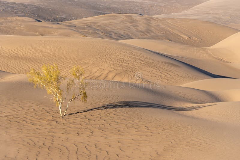 Tamarisk Tree in the Desert Stock Photo - Image of sands, sahara: 167639244