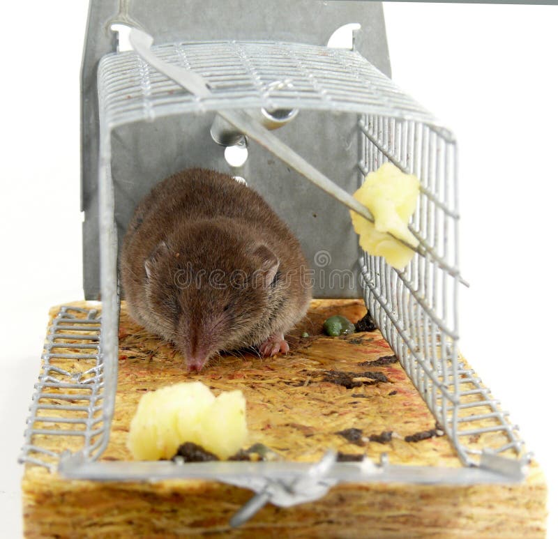 Alive trapped mouse stock photo. Image of incentive, hook - 48335406