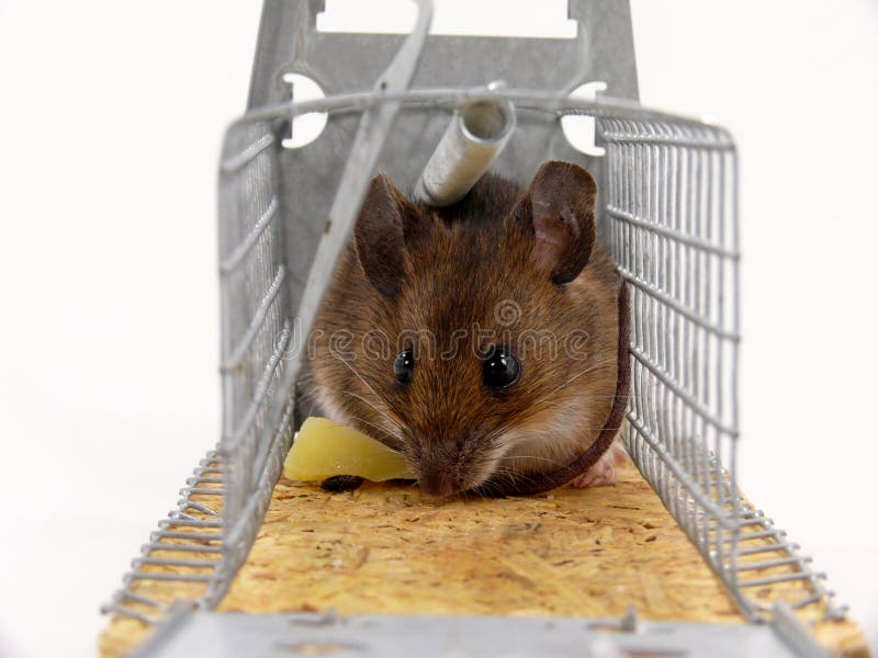 Alive trapped mouse stock photo. Image of equipment, mammal - 48373132