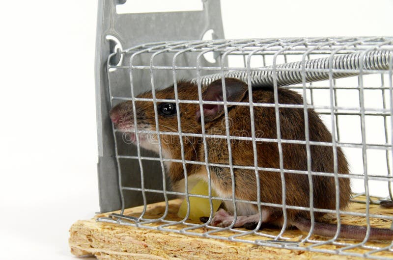 Alive trapped mouse stock photo. Image of lattice, forest - 48374872