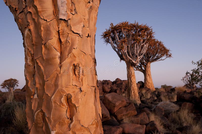 Aljaba tree2 imagen de archivo. Imagen de textura, hierba - 15886341
