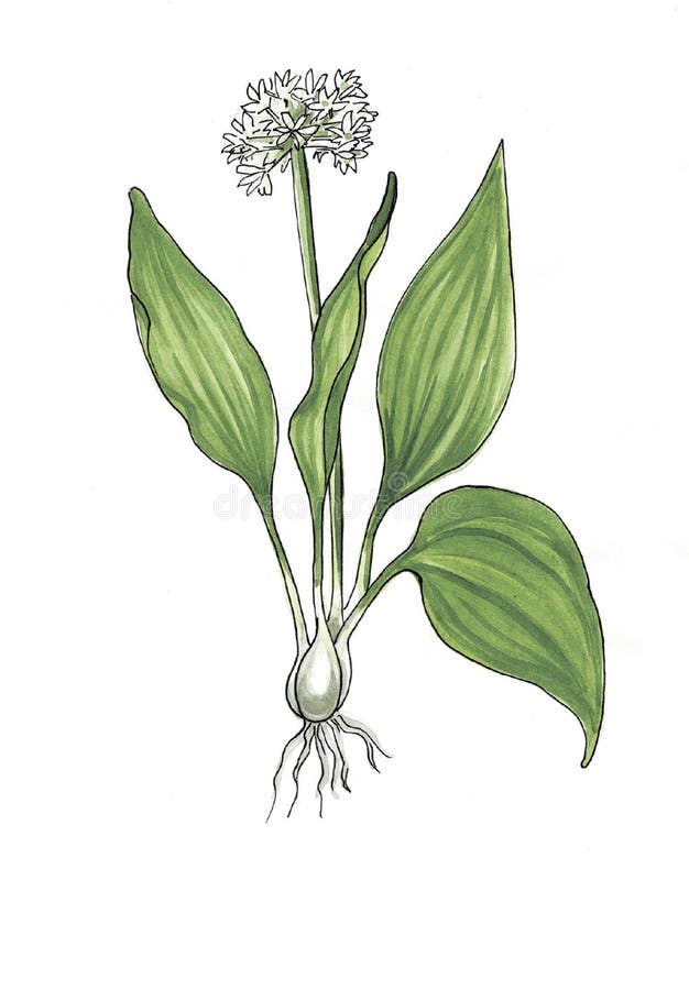Watercolor Botanical Illustration of Ramson. Stock Illustration ...