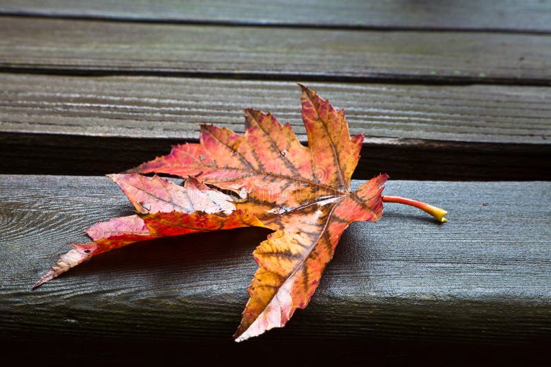 All Alone (Fall Leaf) stock image. Image of ecology, environmentalism ...