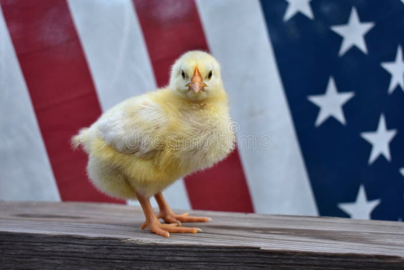 An All American Chick with Flag Stock Image - Image of life, newborn ...