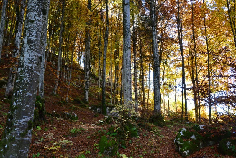 In the Cool of the Forest in the Fall Stock Photo - Image of calgary ...