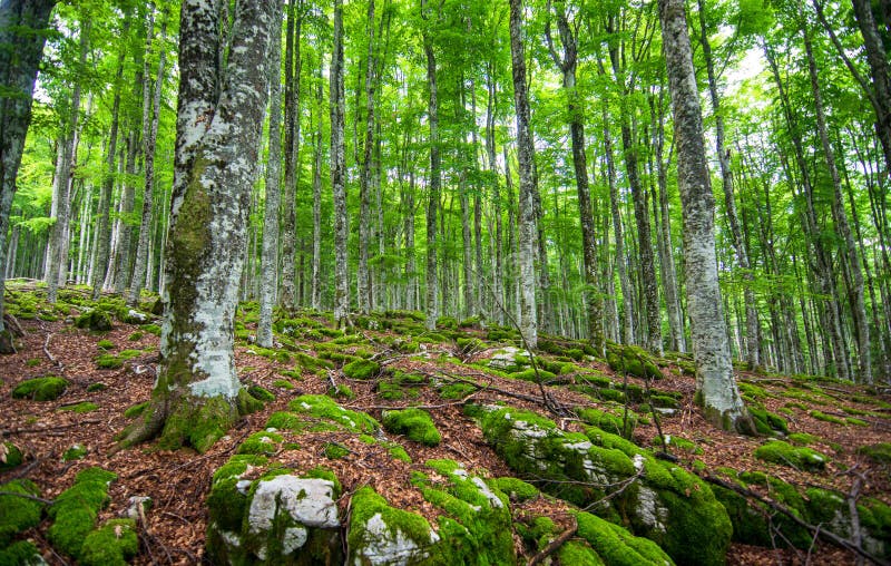 The Green Forest at Spring after the Cold Winter Stock Image - Image of ...