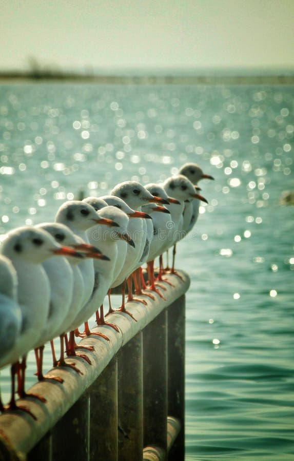 All Birds Seating Together at Somnath Gujarat Stock Image - Image of ...