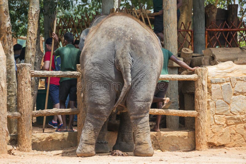 Selective Focus of Mature Women Three Days Post Abdominoplasty ...