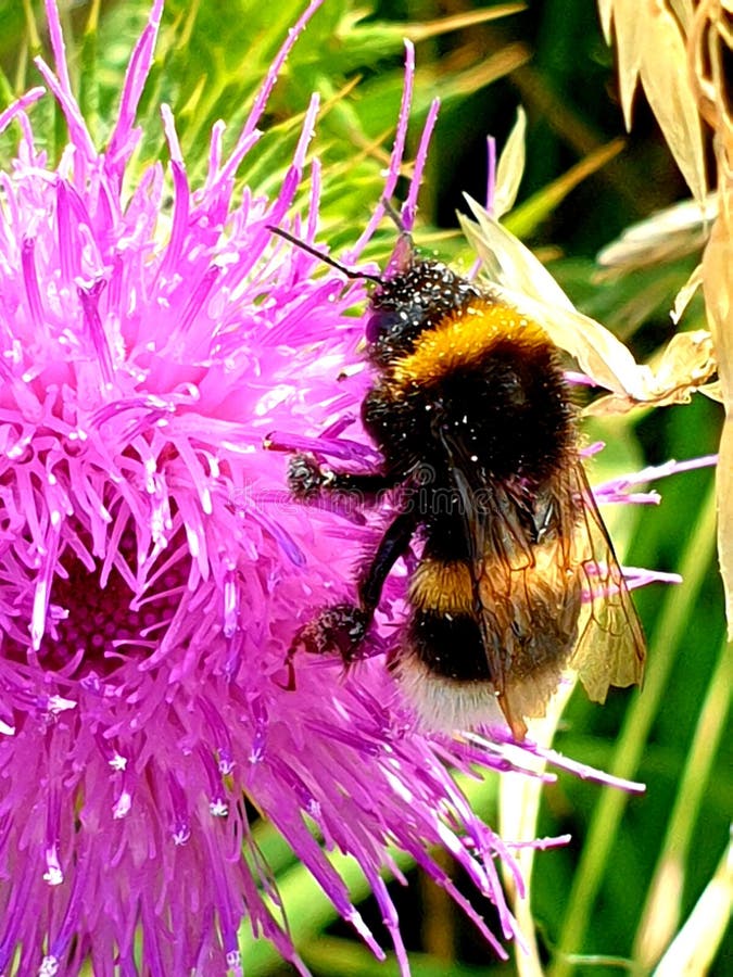 All Buzzed Up and Covered in Pollen Stock Image - Image of blossom ...