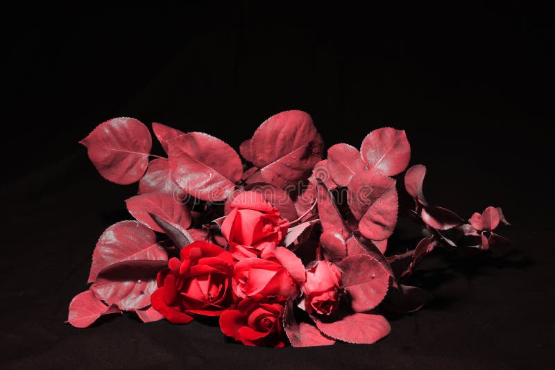 All the colors of love stock image. Image of engagement - 237592843