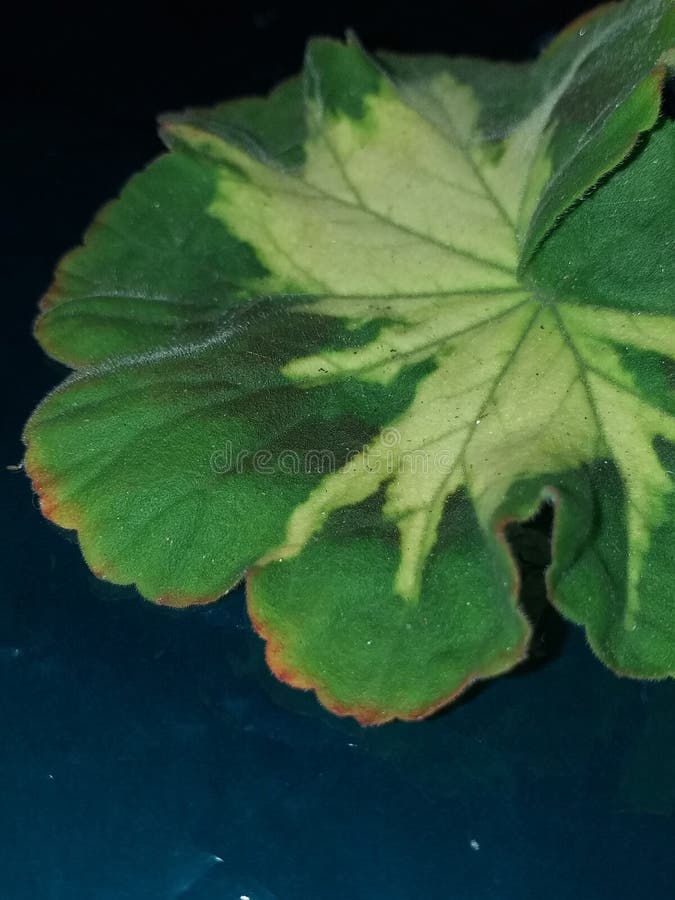 An All Coloured Green Geranium Leaf Stock Image - Image of geranium ...