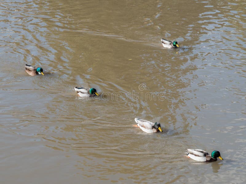 Ducks Row Stock Photos - Download 1,678 Royalty Free Photos