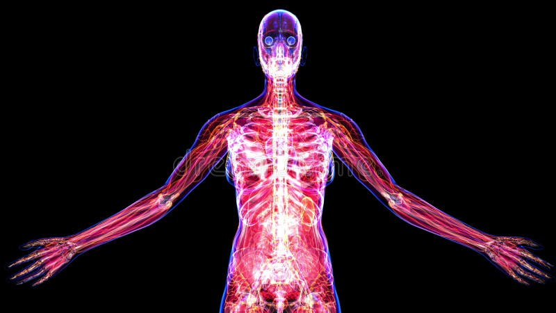 Female Body MRI Scan stock video. Video of healthcare - 71779431