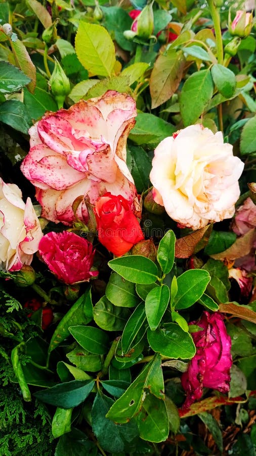 All flower pictures stock image. Image of blossom, centrepiece - 255420771