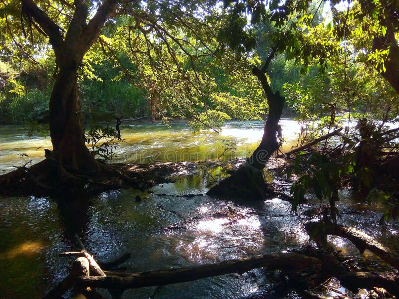A View of a River with Arjun Trees in River Bank Stock Image - Image of ...