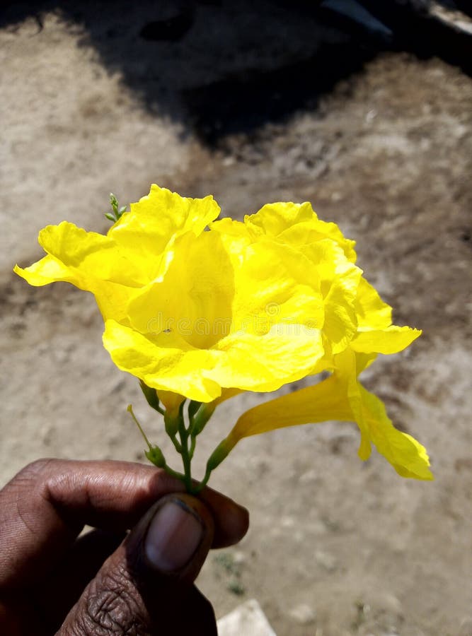 Flower stock image. Image of nice, flowers, focus, flower - 134250093