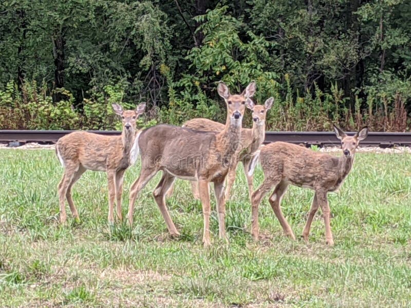 All Four Deer I Seen by Train Tracks End of Summertime Stock Photo ...